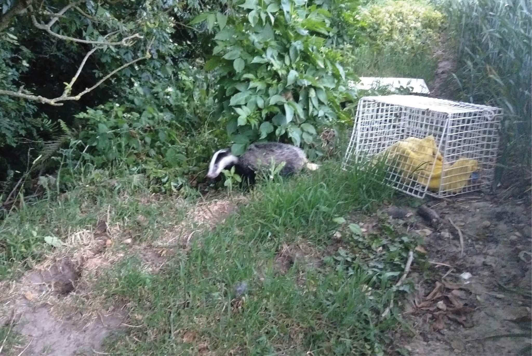 Ilminster badger cub goes home - Somerset Badger Group