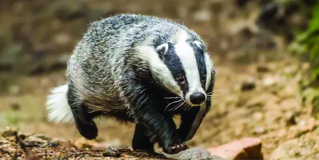 State of the badger - Somerset Badger Group
